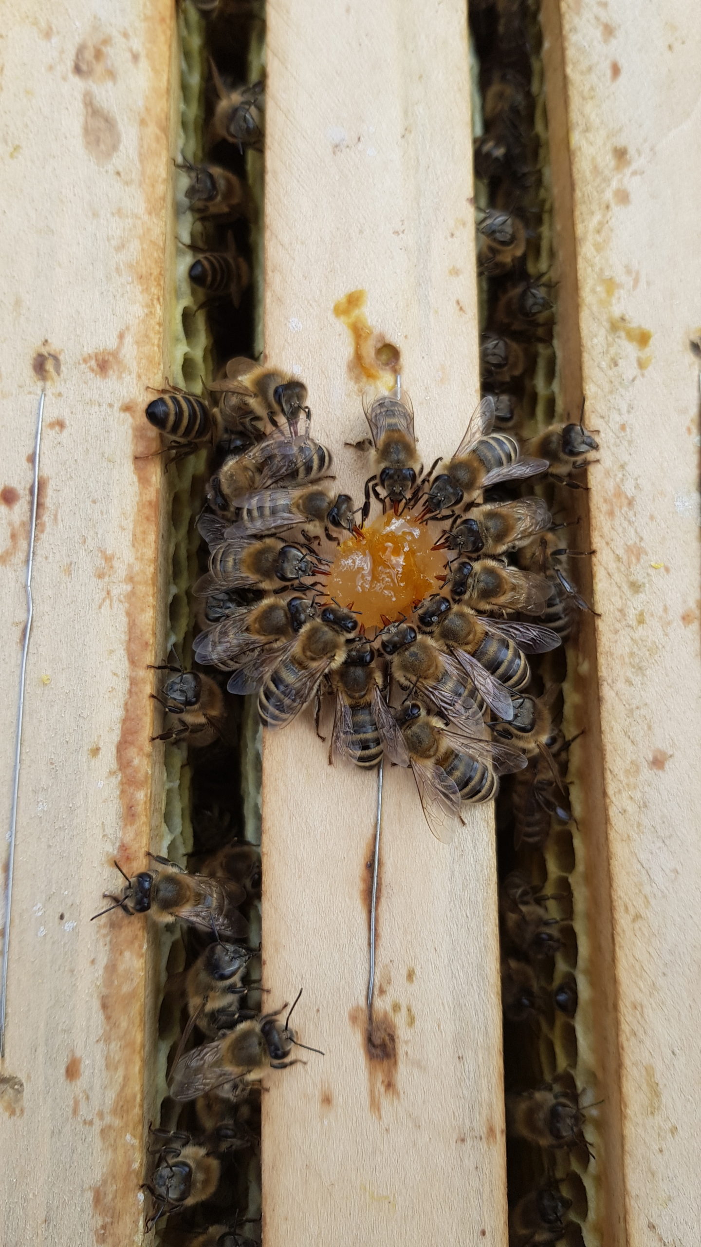 Bienen Futtern Im Fruhjahr